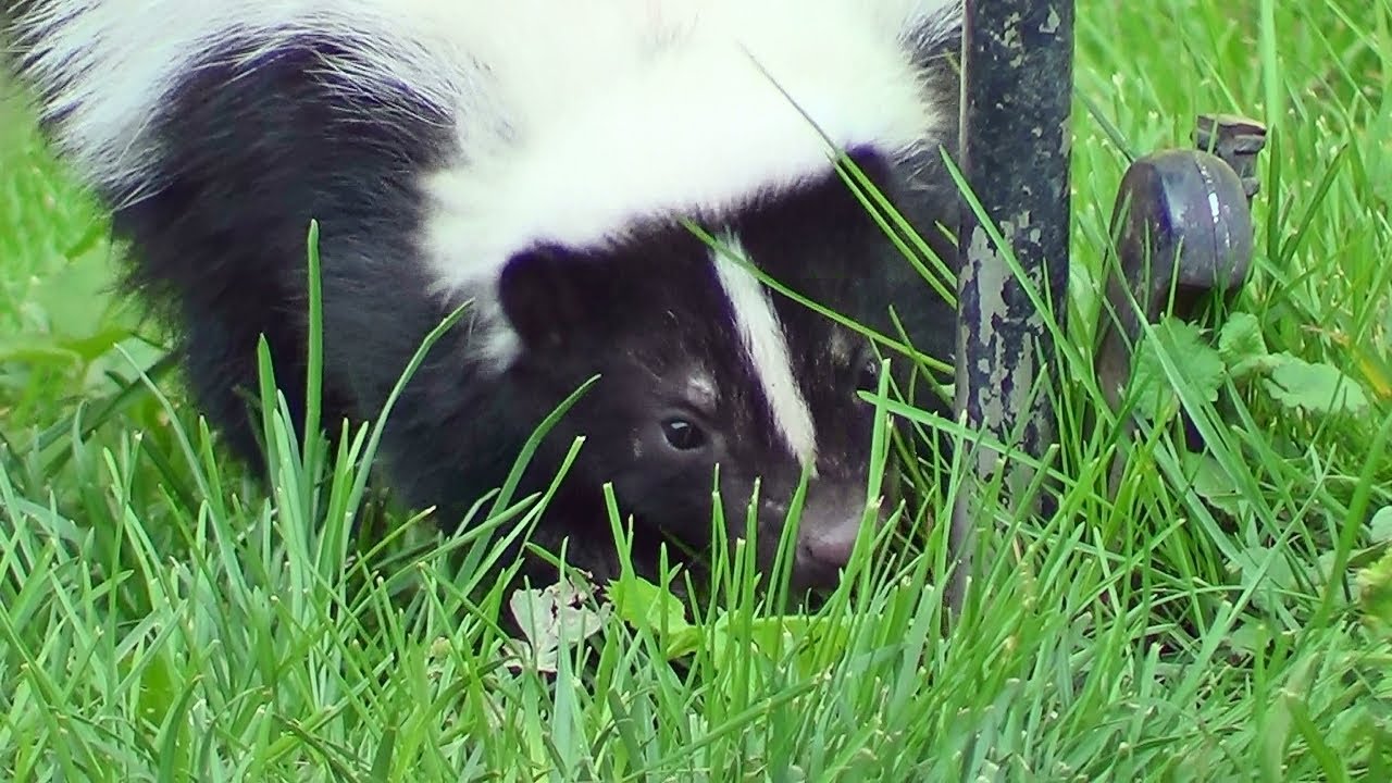 Skunk Back In My Garden - YouTube
