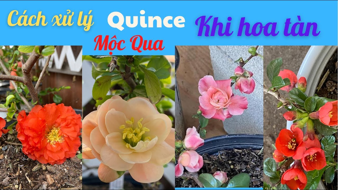 Cách xử lý Quince (Mộc Qua) Hoa Đào sau khi hoa tàn để cây khỏe cho ...
