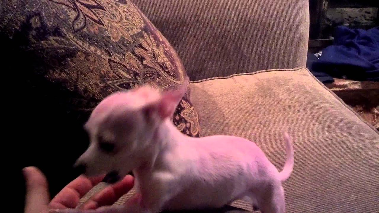 Viscous pink chihuahua. - YouTube