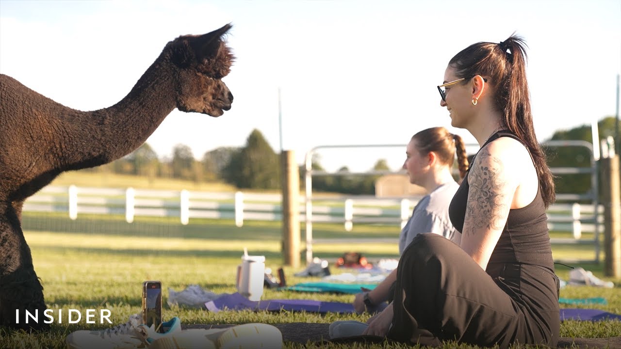 Alpaca Yoga Near NYC | Everyday Adventurer | Insider - YouTube