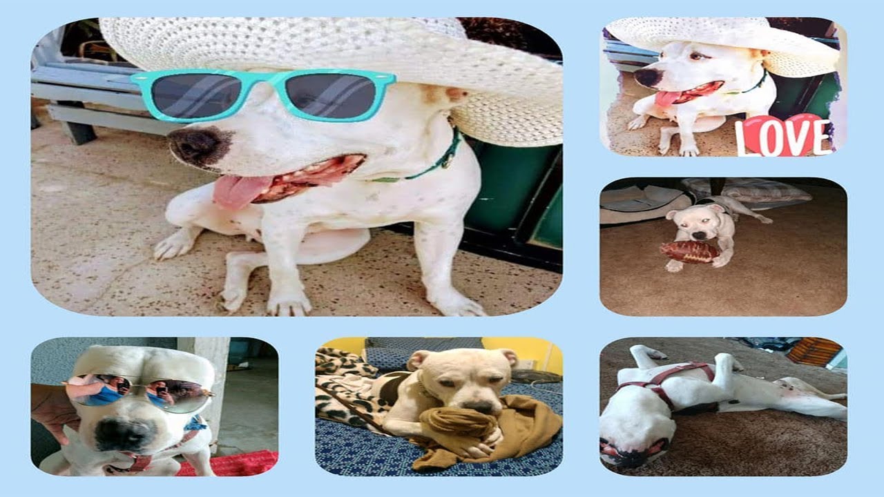 How i play games with my pets at home || What i do with my pets at home ...