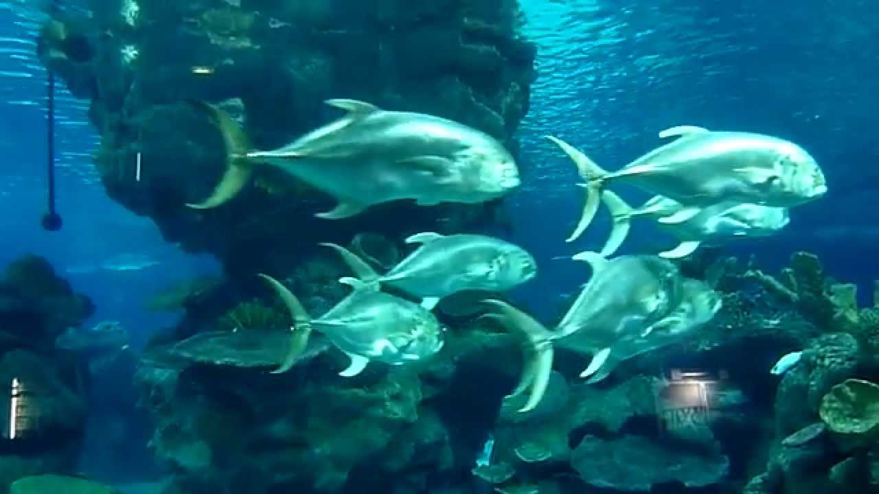 Blue Planet Aquarium Chester, Cheshire. - YouTube