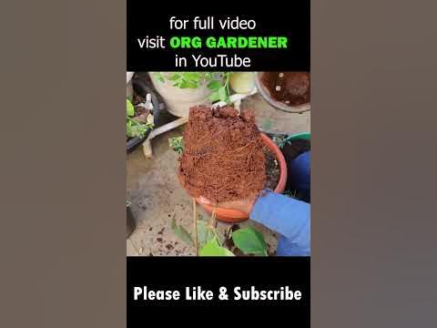 Miryalu, Pepper #pepper #shorts #gardening - YouTube