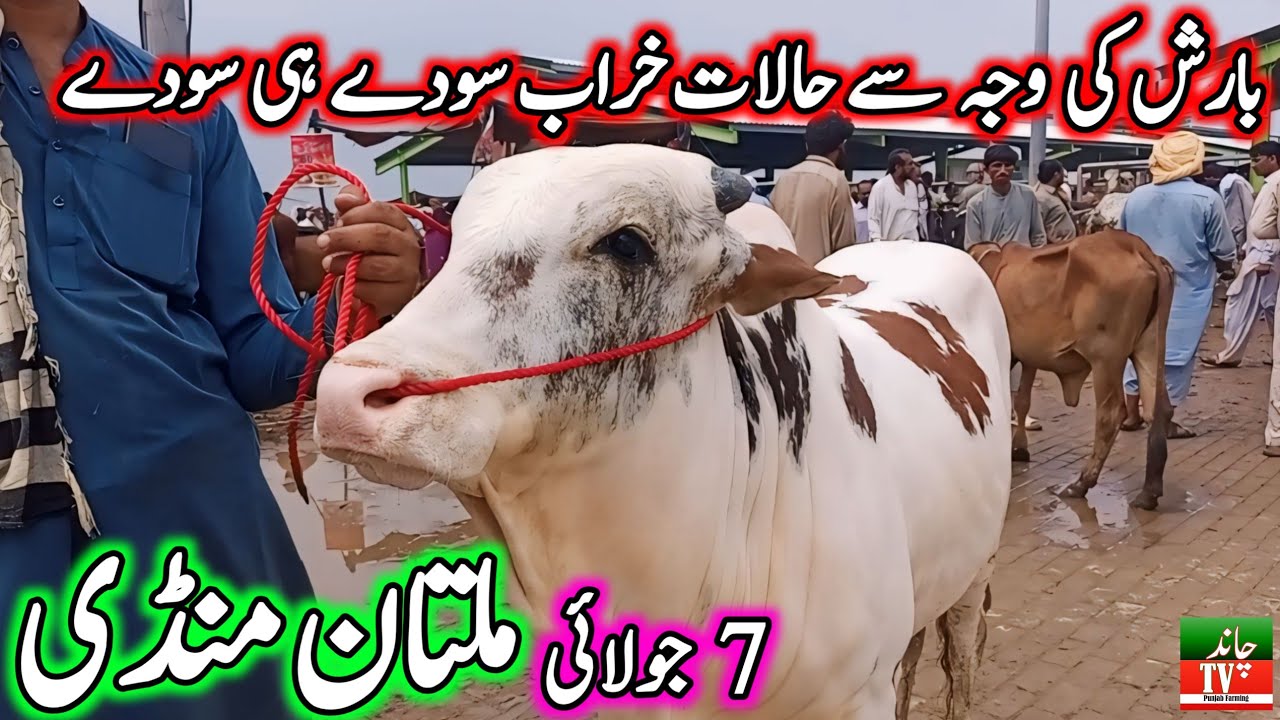 Multan Cow Mandi Fresh Latest Update Today 07-07-2024 | Cow Mandi 2025 ...