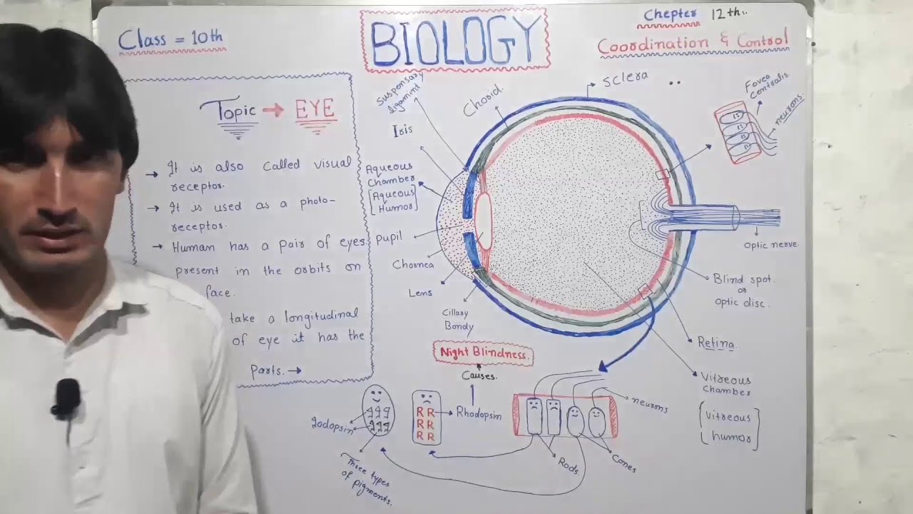 structure-and-function-of-human-eye-class-10th-chapter-coordination