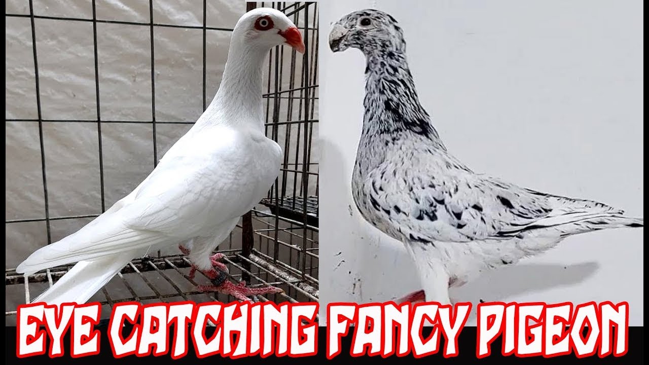 Top Varieties Of Fancy Pigeon #36 - YouTube