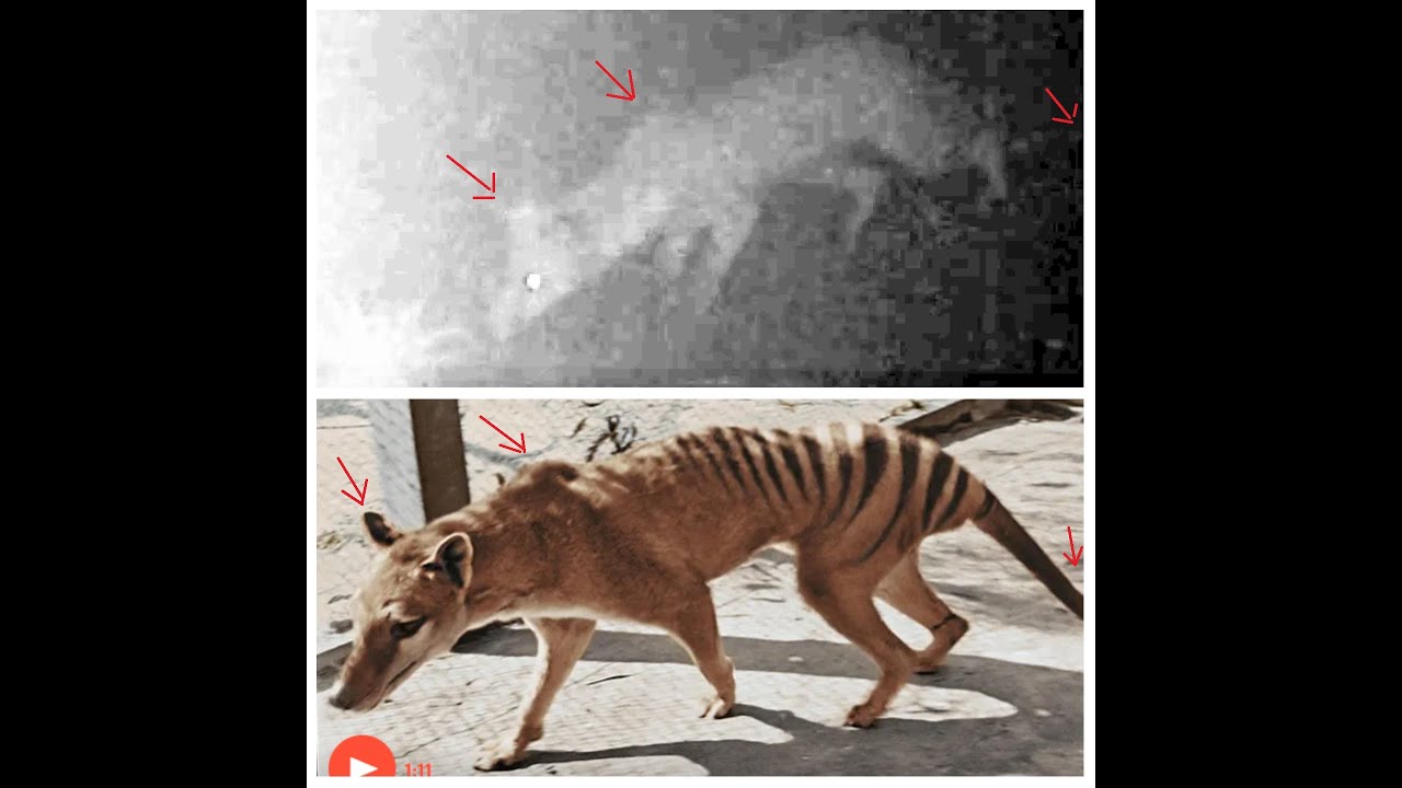Thylacine - Fox - Dingo caparison trail cam footage - YouTube