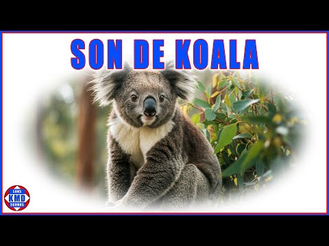 Le koala grogne et murmure comme jamais auparavant 🐨 – Sons d’animaux authentiques et réels