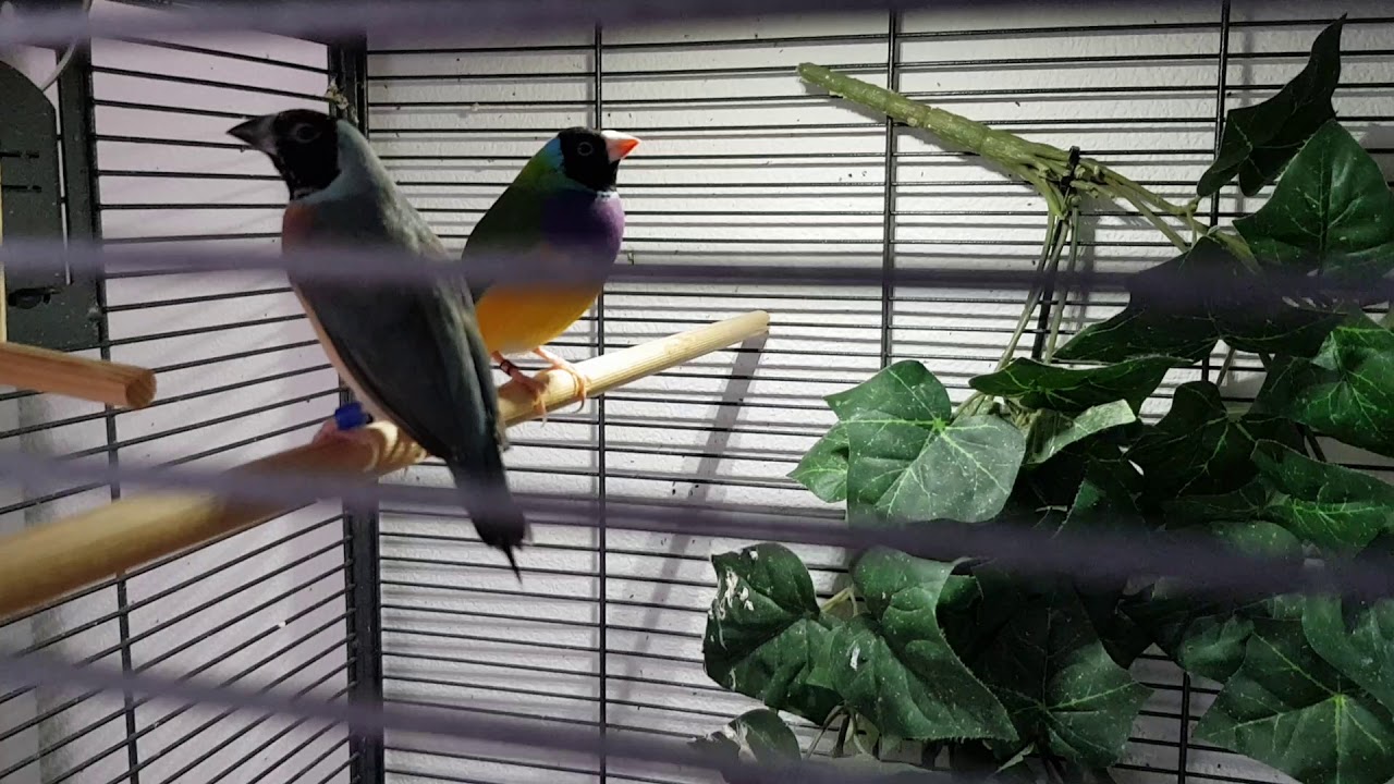 Gouldamadine (Erythrura gouldiae) split blauw X blauw - YouTube
