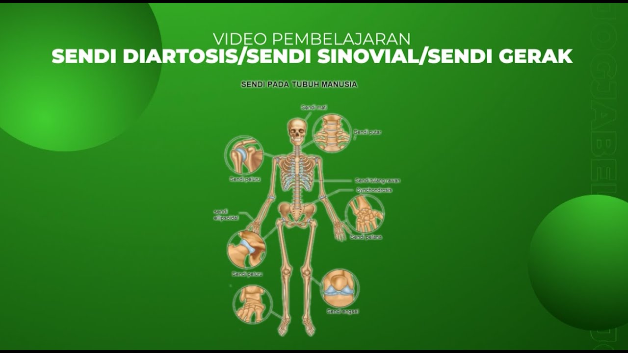 Sendi Diartosis/Sendi Sinovial/Sendi Gerak - YouTube