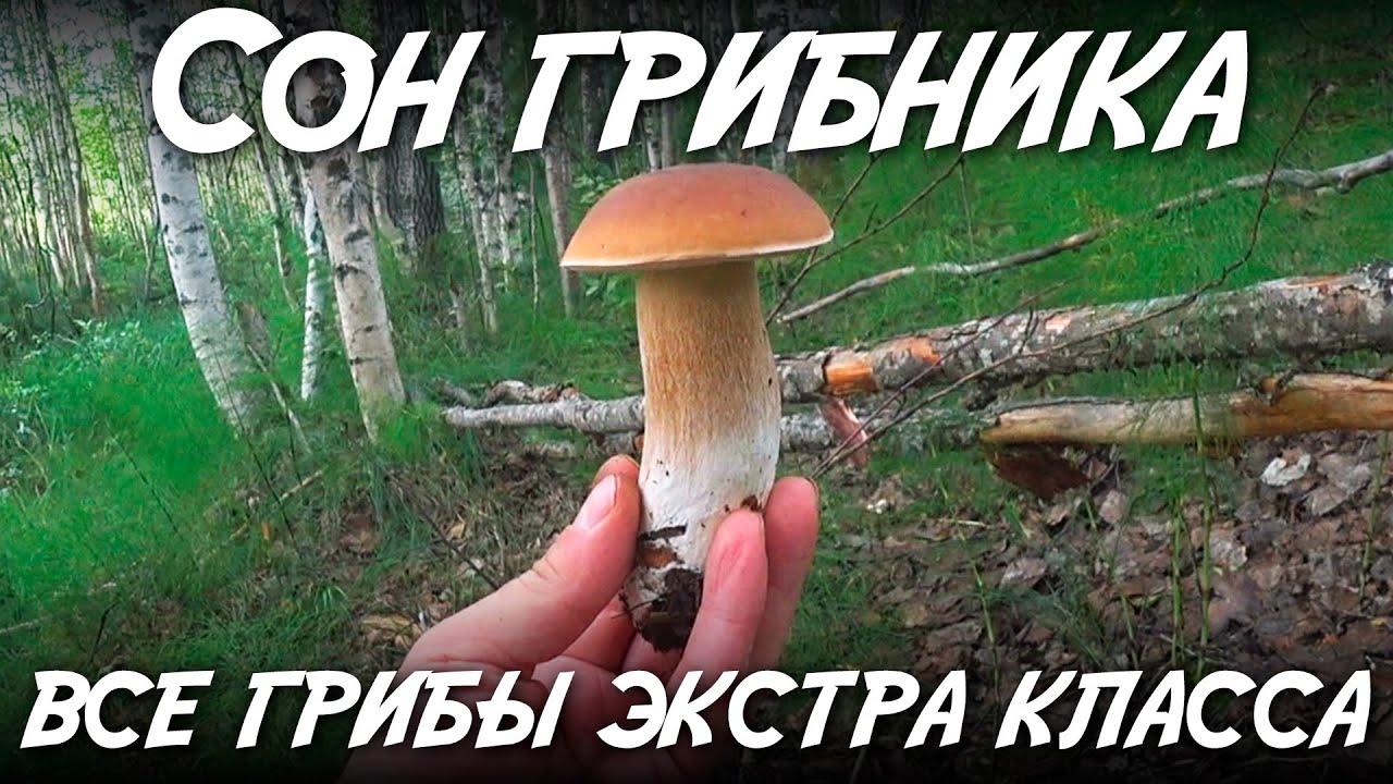 Сон грибника / Все грибы экстра класса - YouTube