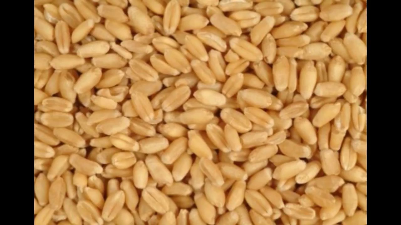 Wheat Food For Sugar Patient In Tamil YouTube Wheat Food For Sugar Patient In Tamil YouTube