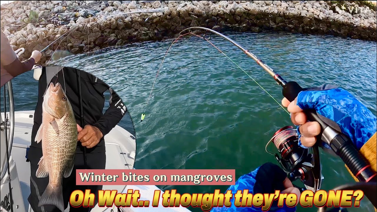 Best Time To Catch Mangroves In Winter @ Freeport Surfside Jetty. [Best ...