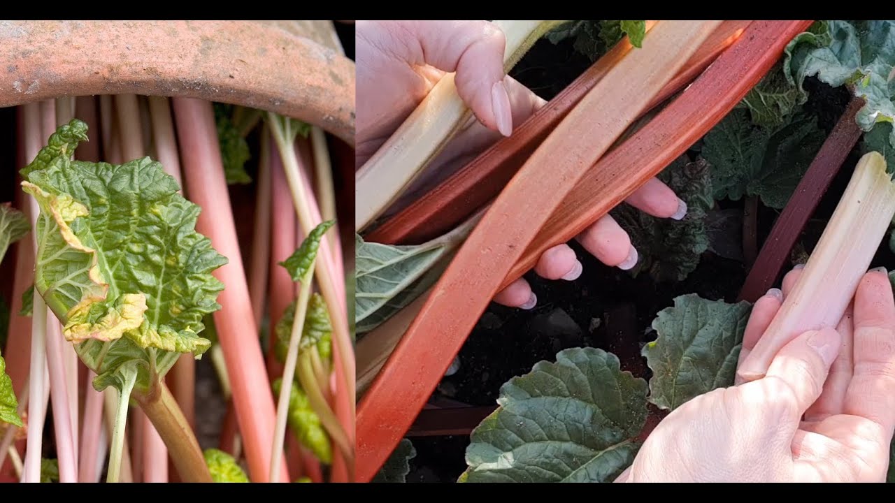 [ENG] Bleaching rhubarb How to whiten rhubarb extremely fragile and ...