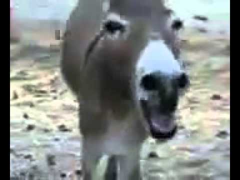 Burro riendose del sevilla - YouTube