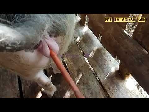 Belajar Inseminasi buatan Babi untuk pemula #kawinsuntik