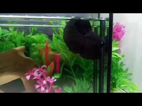 Black Melano Halfmoon , For Sale , Import Betta From Thailand - YouTube