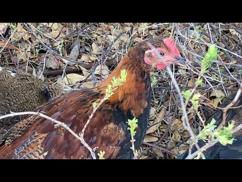 Sister chickens chew on leaves with familial harmony - YouTube
