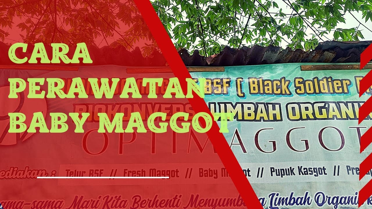 baby Maggot siap di pindahkan ke biopond #maggotbsf - YouTube