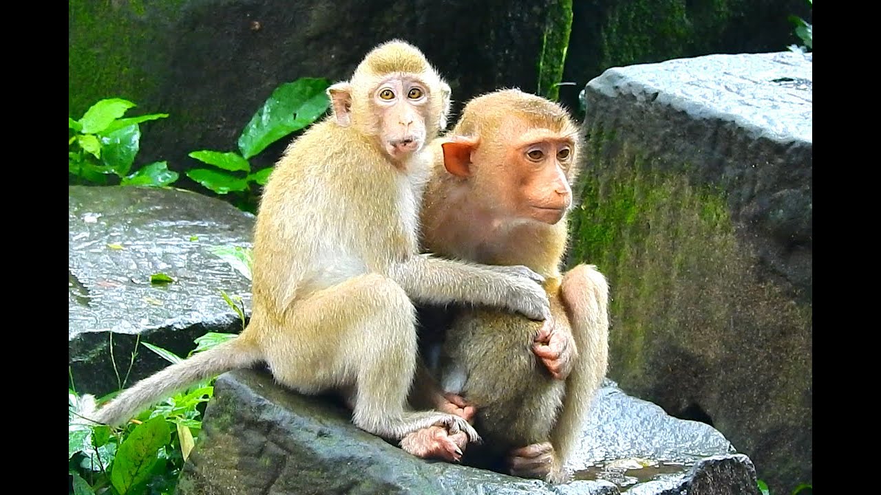 Monkeys Relation & Love During and After The Rain - YouTube