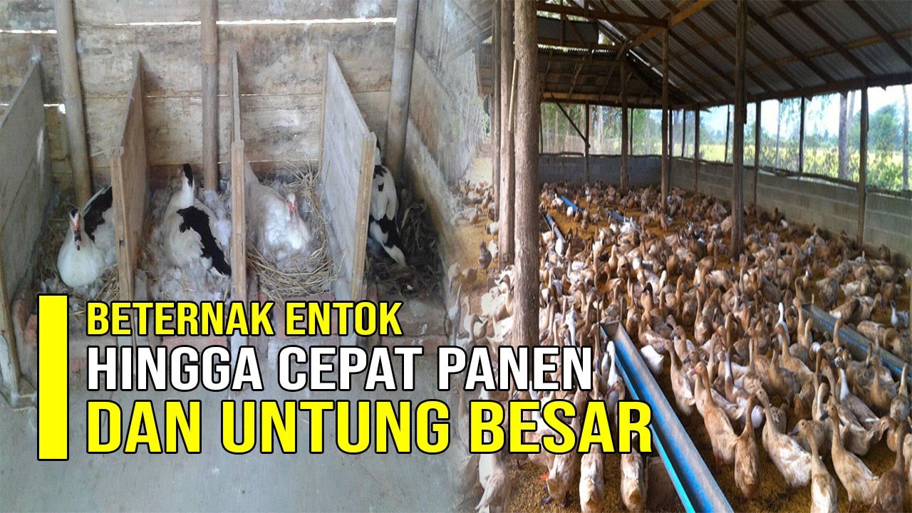 CARA BETERNAK ENTOK HINGGA SUKSES CEPAT PANEN DAN UNTUNG BESAR - YouTube