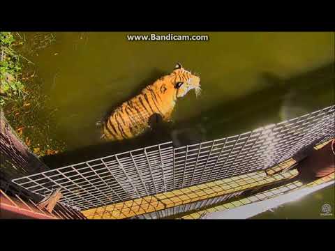 The Wildcat Walkabout 2017!