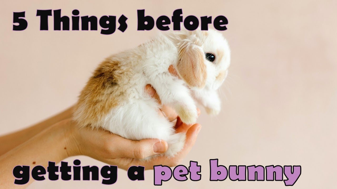 5 Things You Need To Know Before Getting A Bunny - YouTube