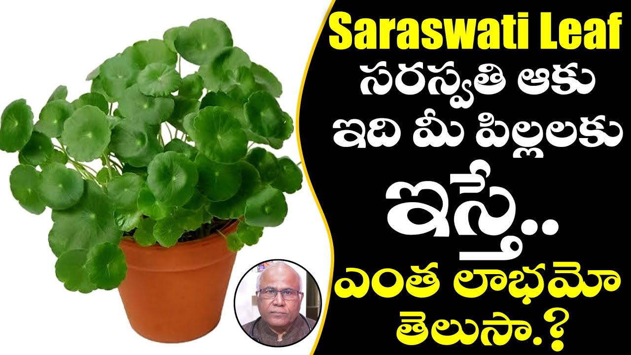 Saraswati Aaku Benefits For Children | Boosts Memory | Devine Medicinal ...