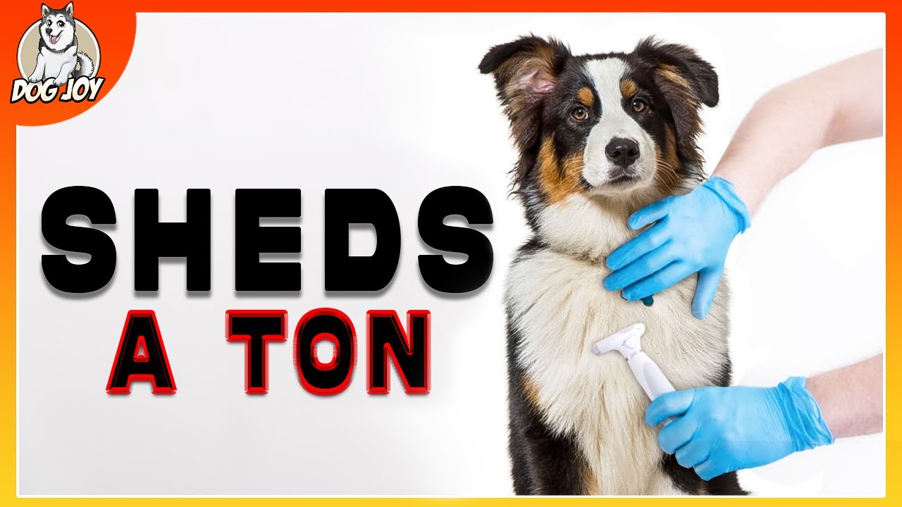 The Ultimate Guide to Heavy-Shedding Dog Breeds - YouTube