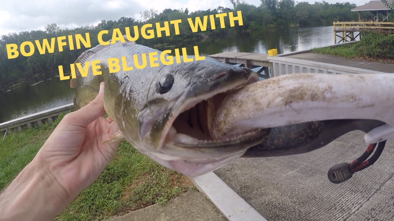 BOWFIN Caught on LIVE Bluegill! I FINALLY GOT ONE!! Florida Bowfin ...