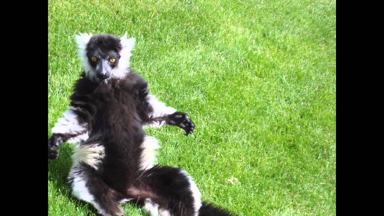 lemur man - YouTube