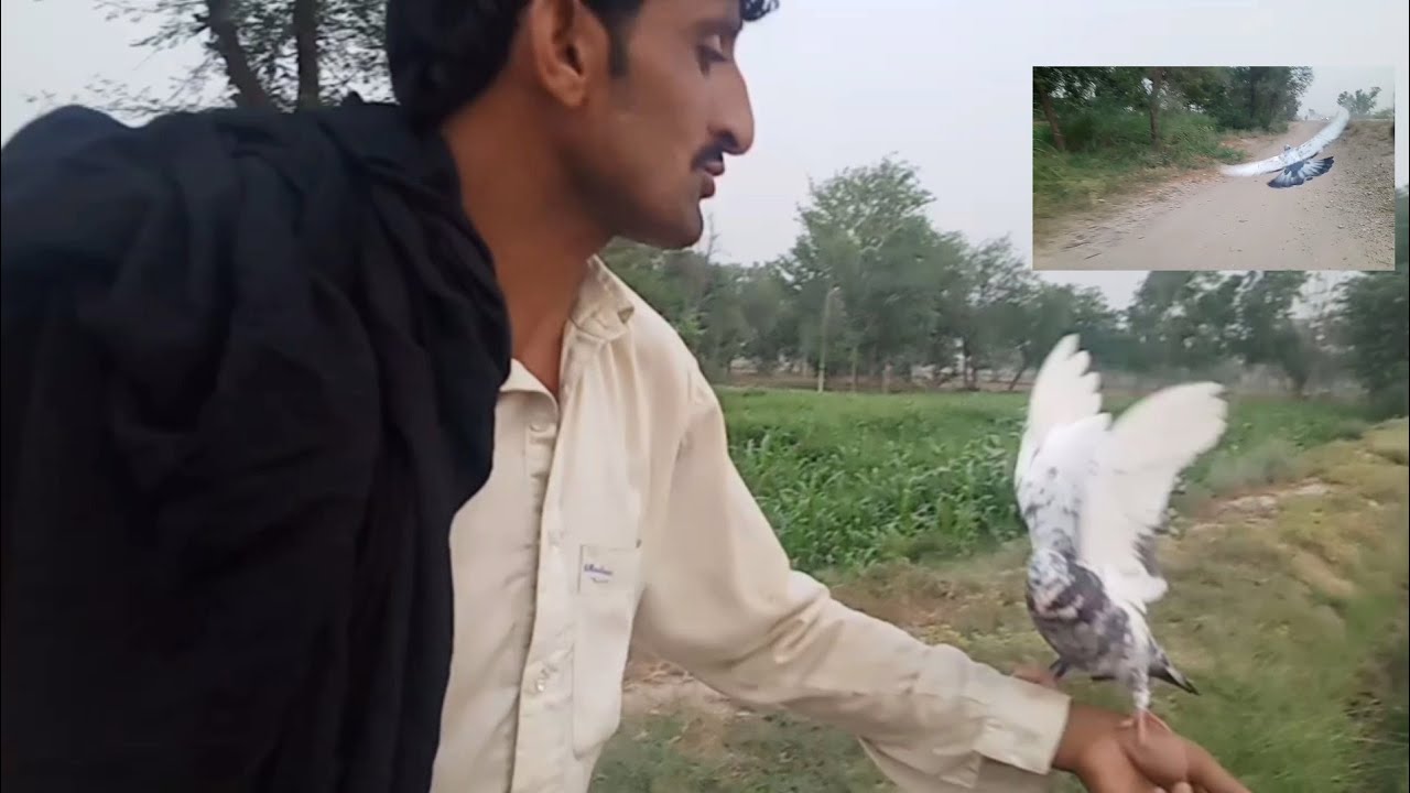 Very nice kabootar, best kabutar, Indian kabutar, Pakistani kabootar ...