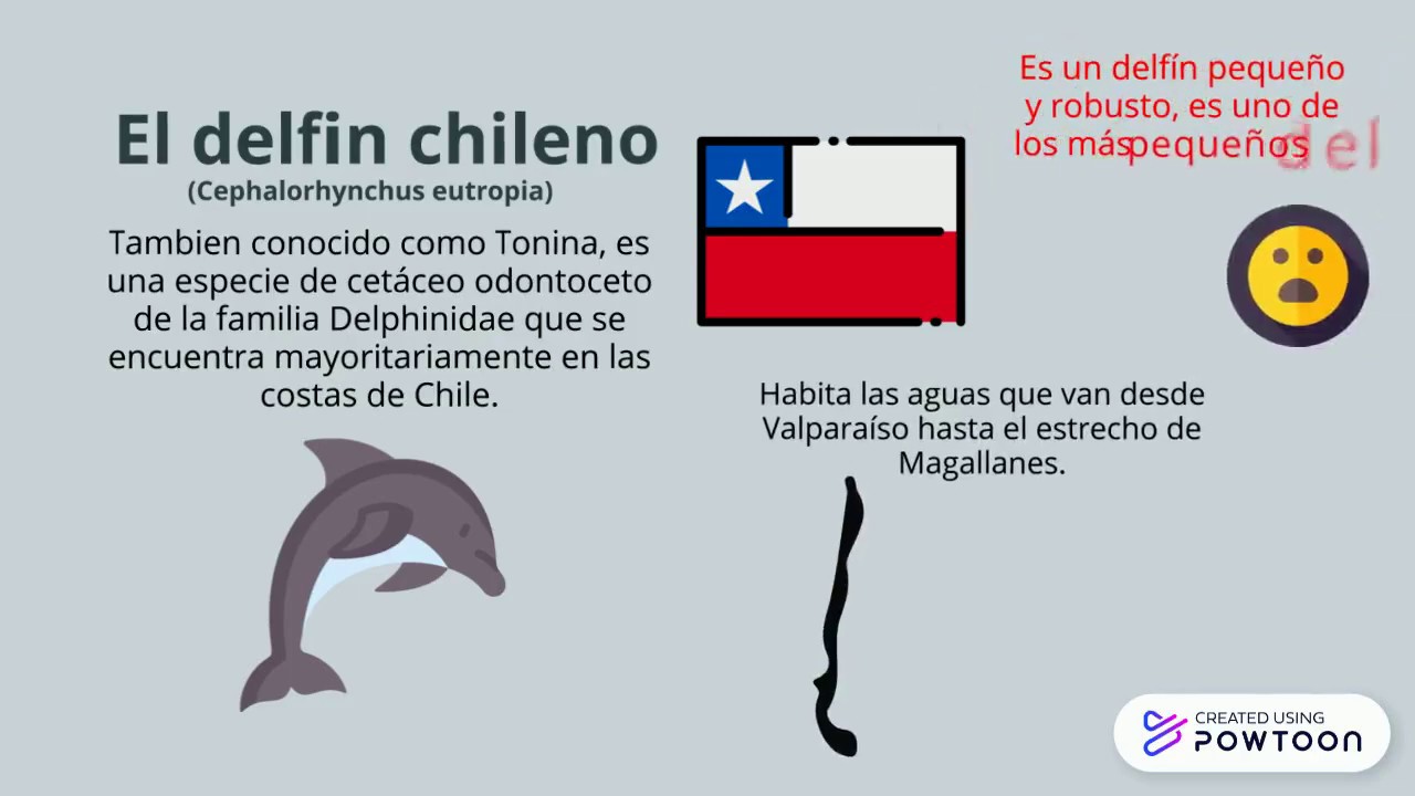 Las toninas - el delfín chileno - YouTube