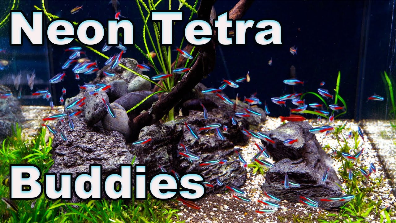 Neon Tetra Tank Mates