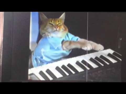 Gato minion - YouTube