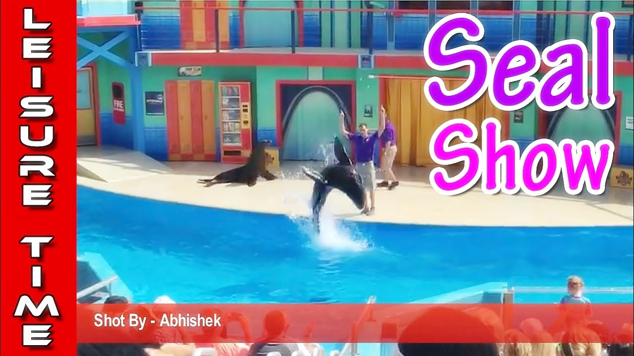 Seal Show at SeaWorld San Antonio TX - Full HD - YouTube
