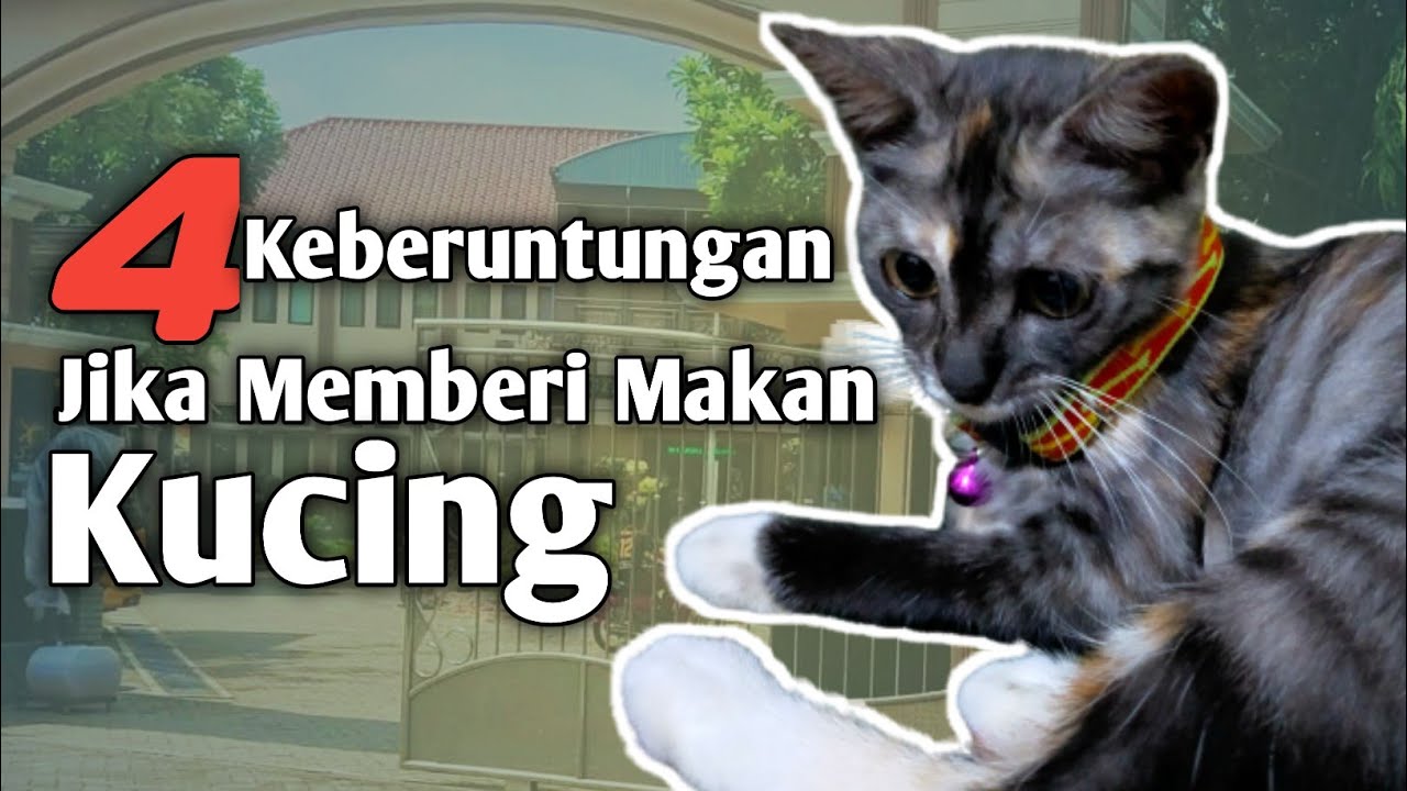 MASYA ALLAH ⁉️ INILAH KEBERUNTUNGAN JIKA SERING MEMBERI MAKAN KUCING ...