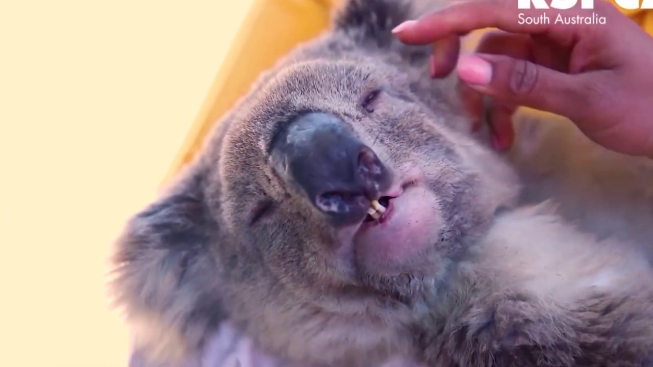 Saving an enjured koala in Austalia , kangaroo island (south australia ...