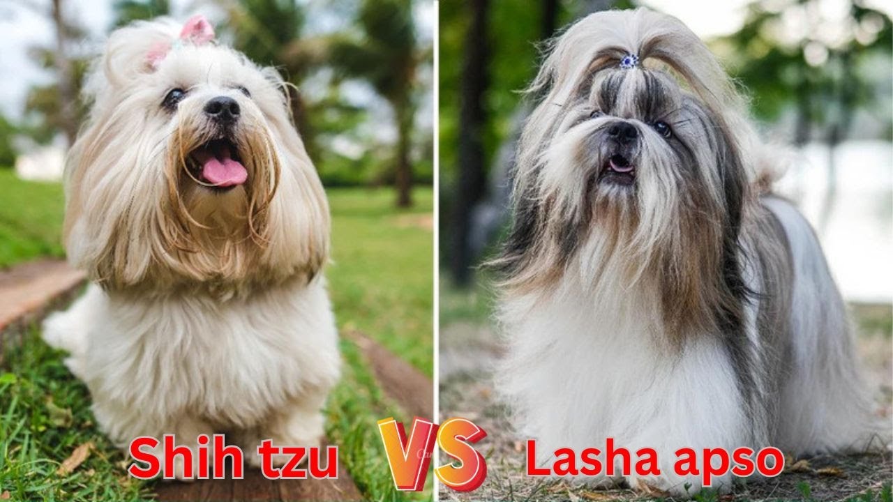 Shih Tzu vs lasha apso | dev pets dog breeding - YouTube