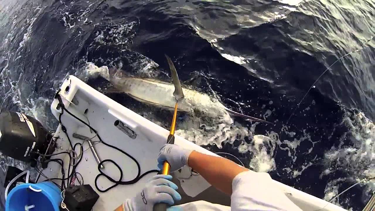 2014 Ep #14- Small Marlin Action Fishing Kona, Hawaii GoPro - YouTube