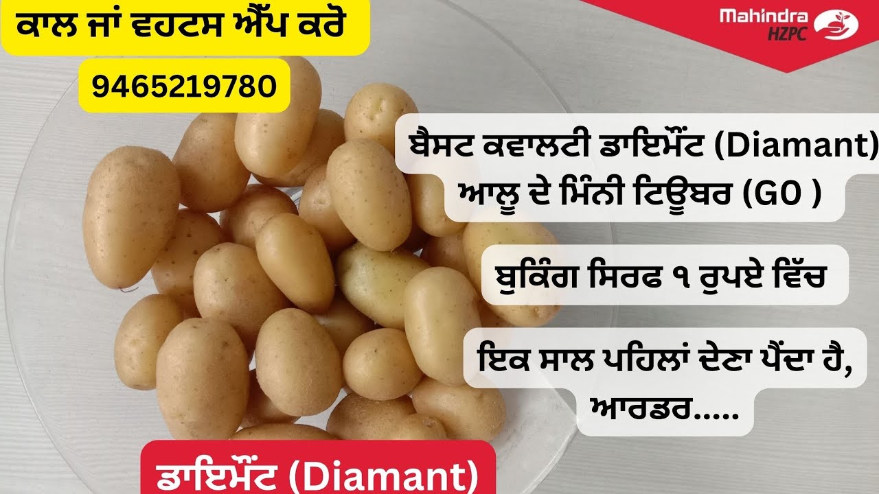 Diamant potato | G0 Minituber booking l ਇੱਕ ਸਾਲ ਪਹਿਲਾਂ ਦੇਣਾ ਪੈਂਦਾ ਆਰਡਰ ...