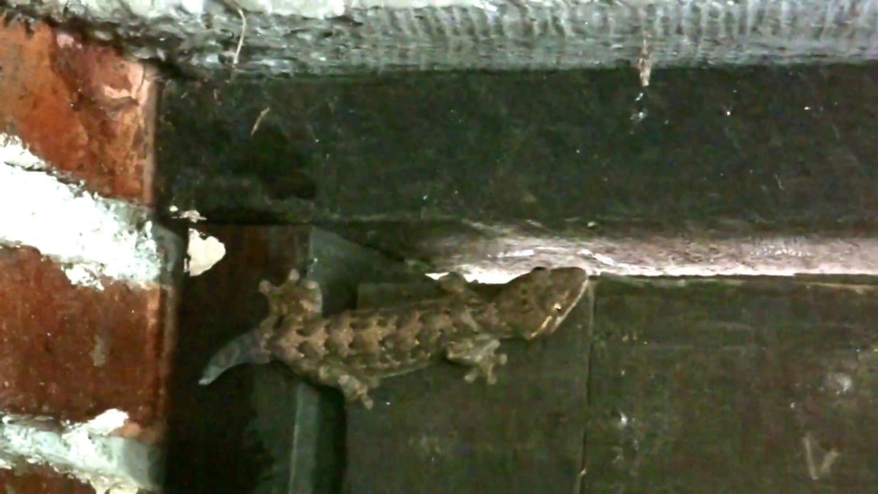 Thecadactylus rapicauda (Turnip-tailed Gecko - Gueco cola de nabo ...