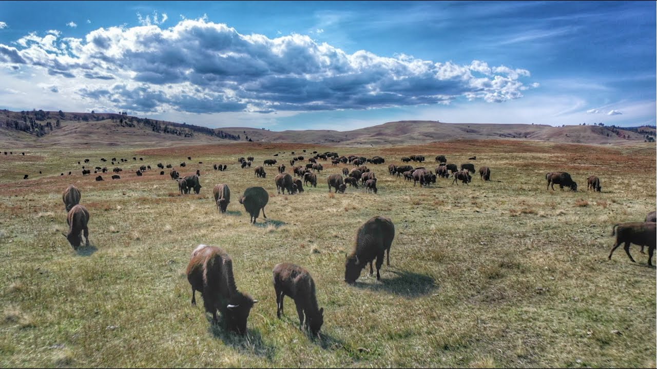 Roaming High Above the Herd! - YouTube