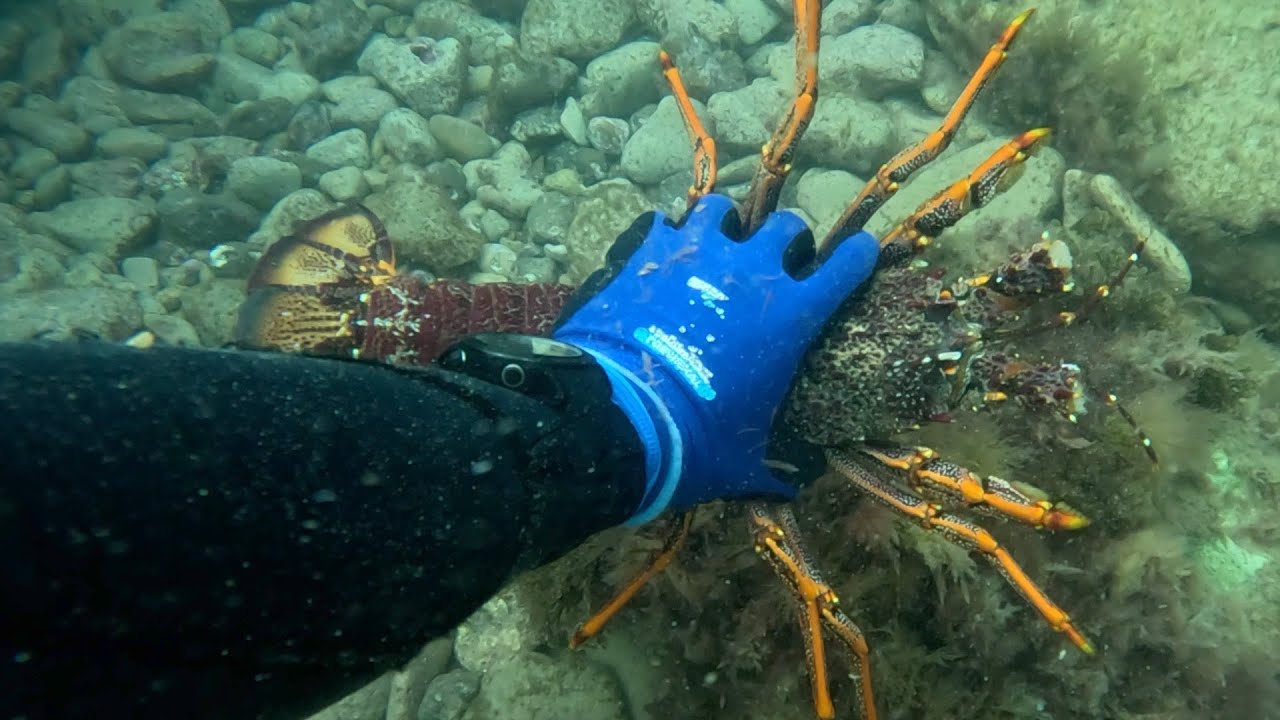 Torquay Diving - Cray Season Opening 2024, 2 Crays and Abalone, 3kg ...
