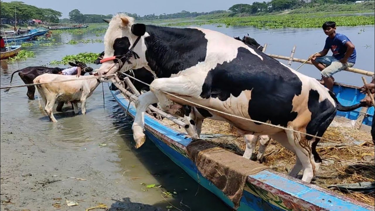 Ep-121,Cow Unloading,Big Cow,big bull,big cattle,Cow Videos,Cow Video ...