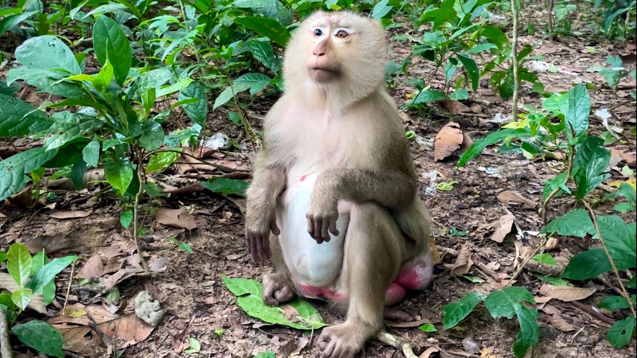 Ashly monkey stay with unusual healthy, cuz her belly become bigger and ...
