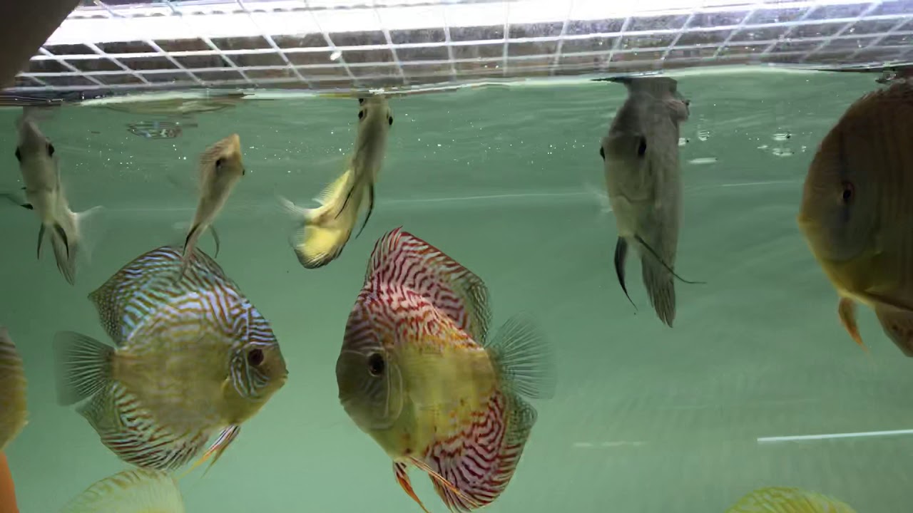 Discus Fish Food Cambodia - YouTube