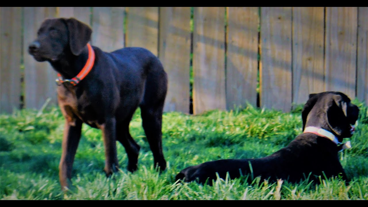 GSP Puppies, including some black solids and one liver male! Grt, grt ...