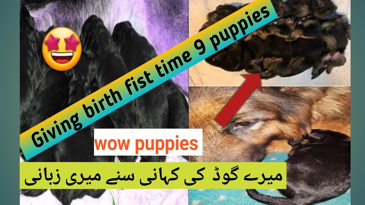 The World Best German Shepherd Dod Giving Birth 9 puppies ||Giving ...