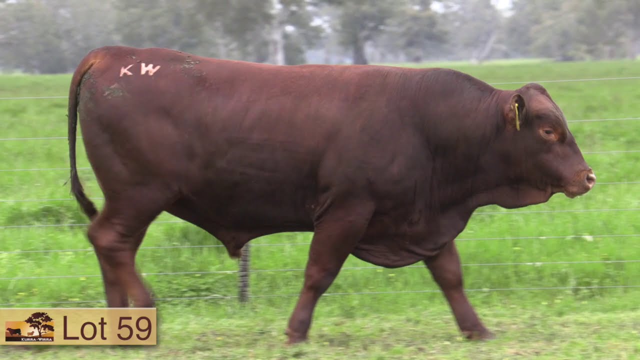 Lot 59 Kurra Wirra 2020 - YouTube